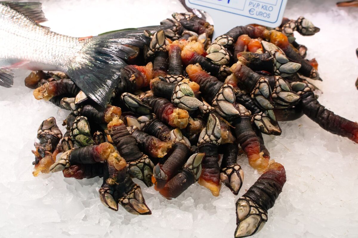 Los mejores lugares de España para comer percebes que debes visitar